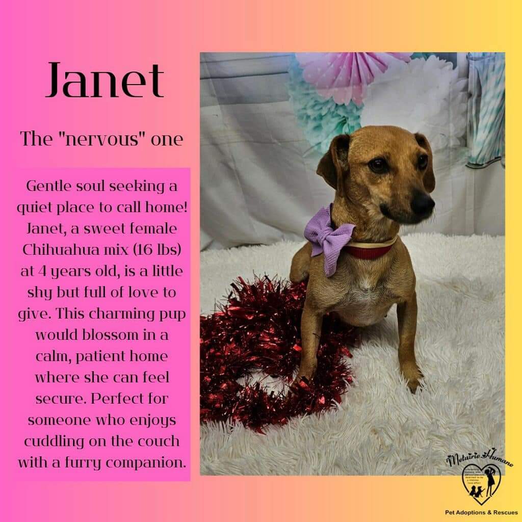 Adoptable Pups – METAIRIE HUMANE SHELTER